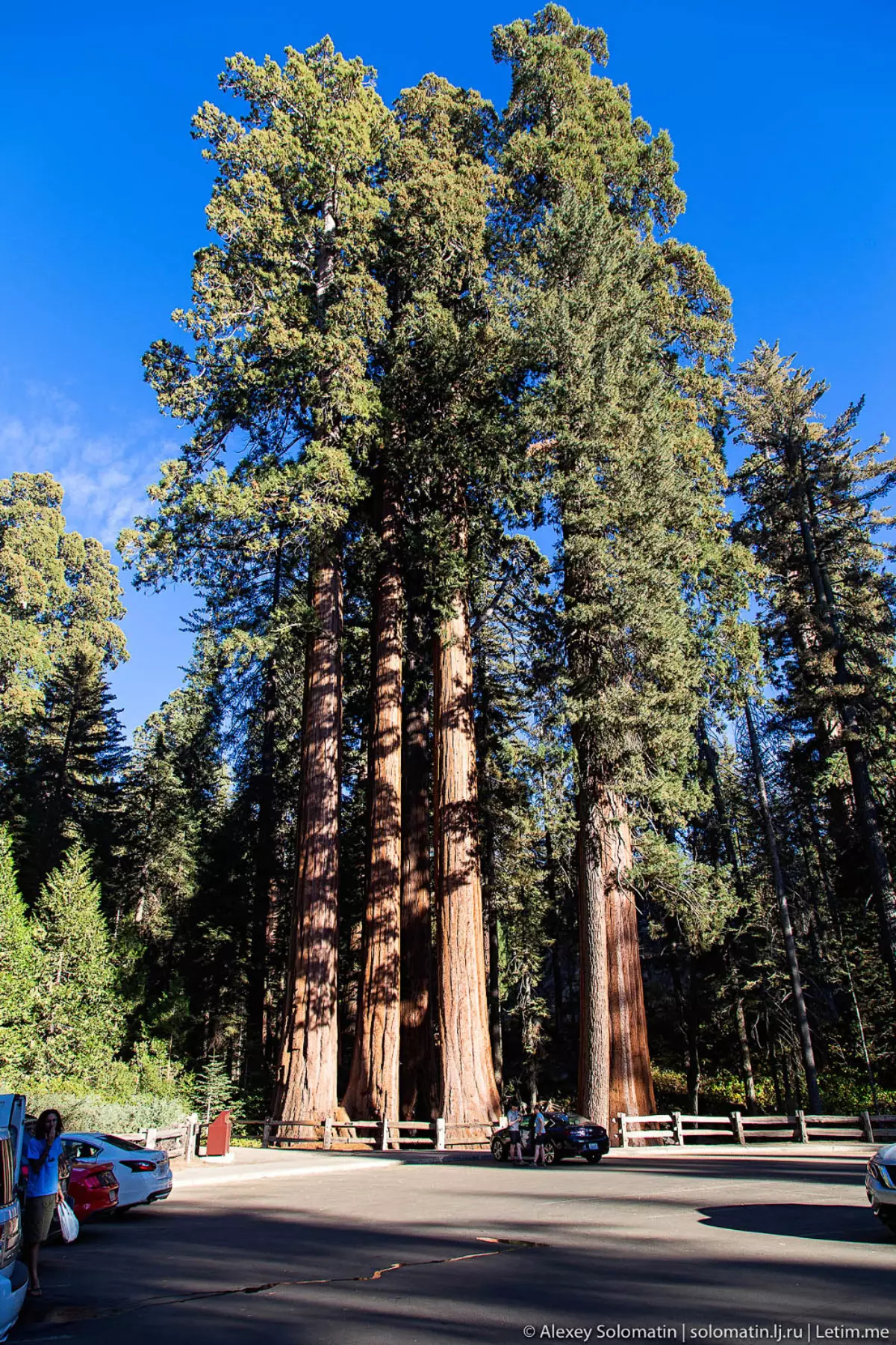 Sequoia Milli Parkında dünyanın ən böyük ağacları 9412_11