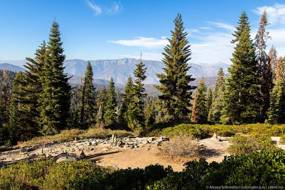 De största träden i världen i Sequoia National Park 9412_12