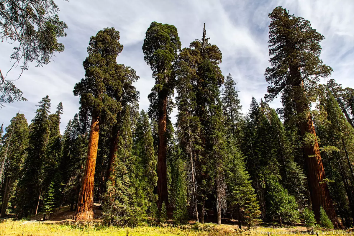 Mitengo yayikulu kwambiri padziko lapansi mu malo a Sequoia National National Park 9412_13