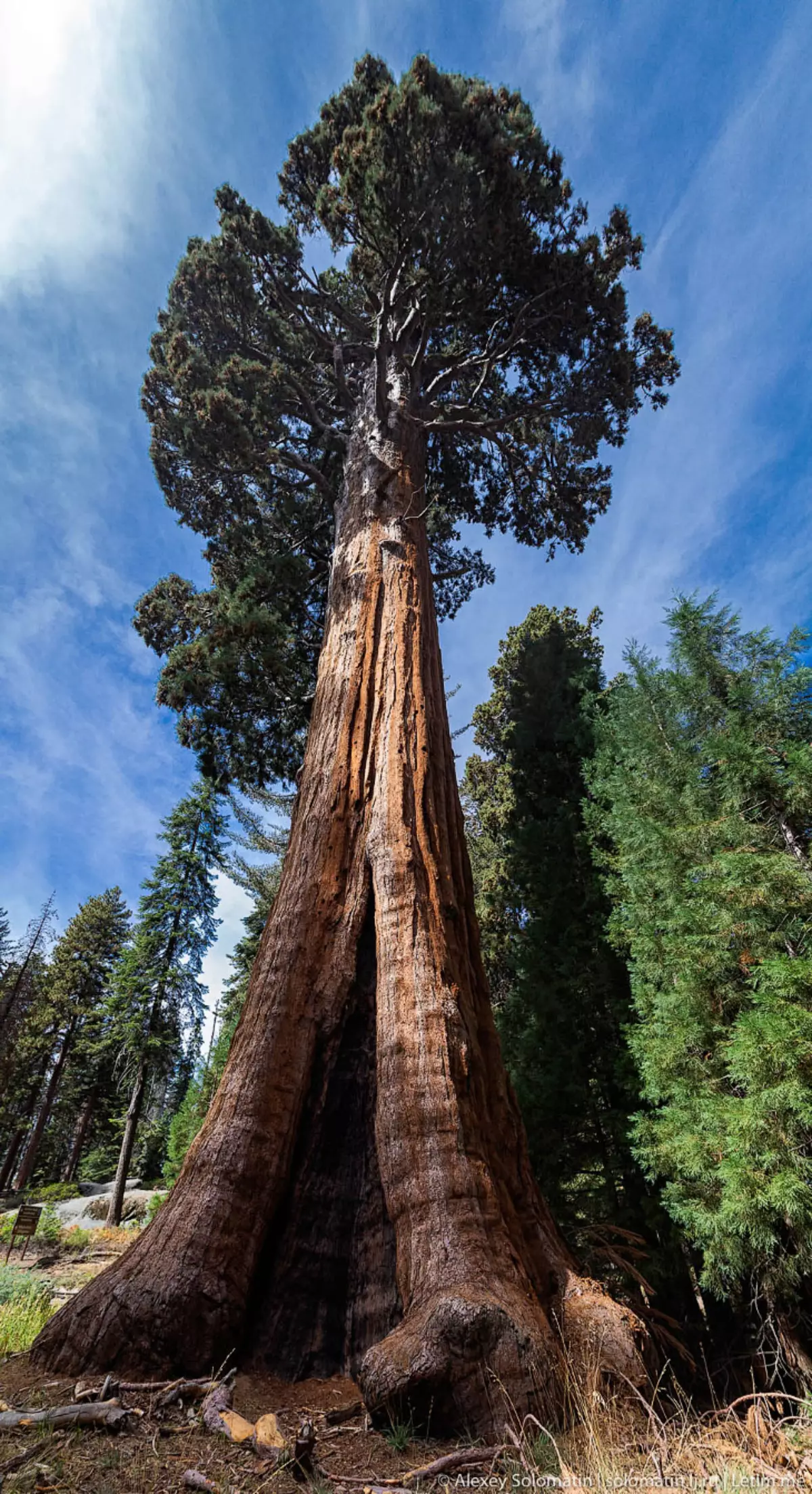 The biggest trees in the world in the Sequoia National Park 9412_2