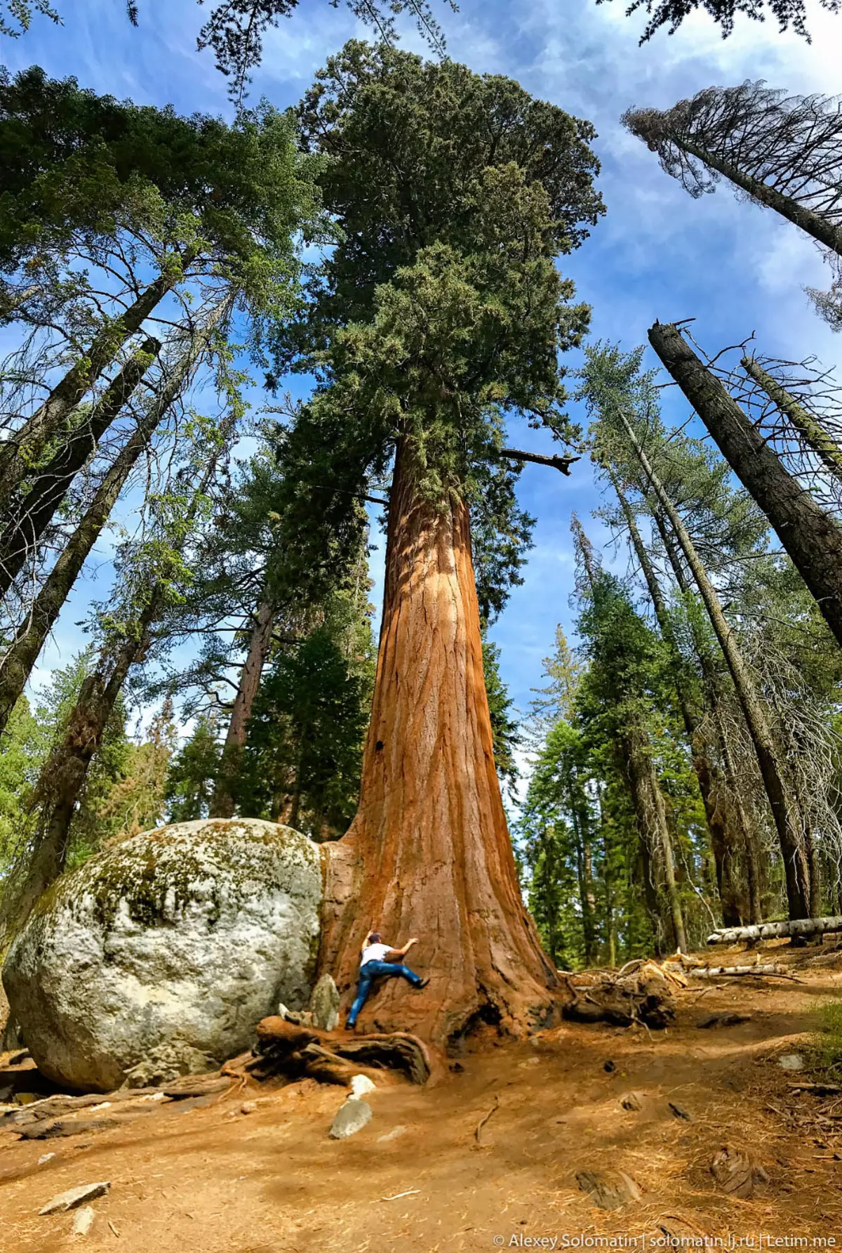 Mitengo yayikulu kwambiri padziko lapansi mu malo a Sequoia National National Park 9412_5