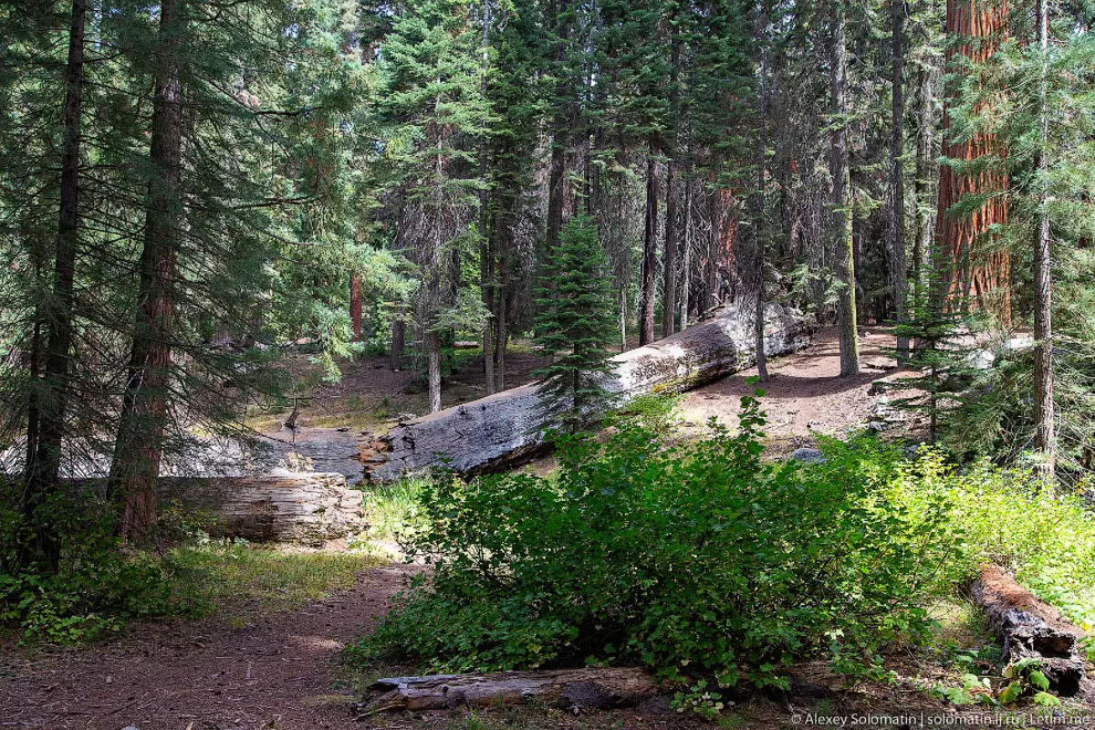 De största träden i världen i Sequoia National Park 9412_6