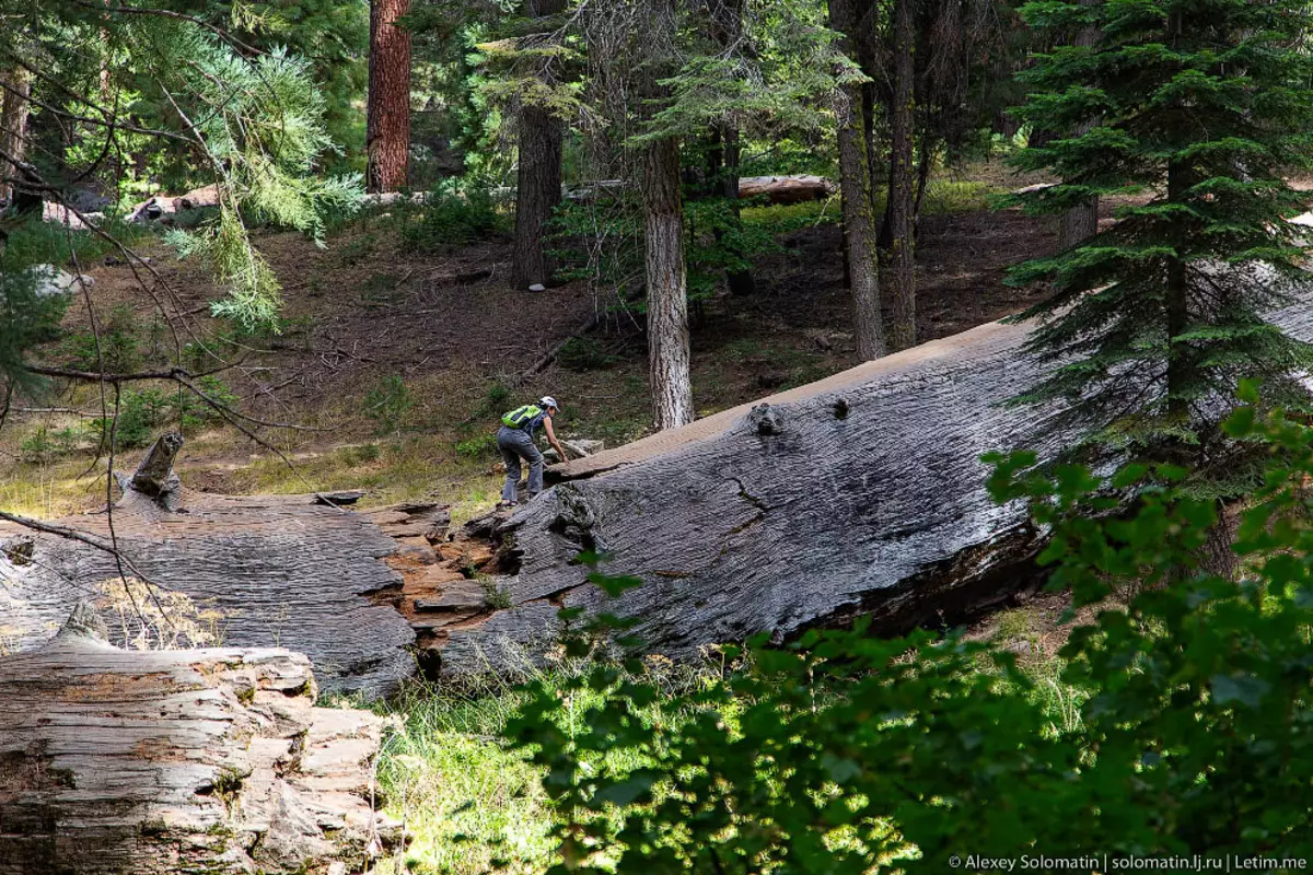 The biggest trees in the world in the Sequoia National Park 9412_7