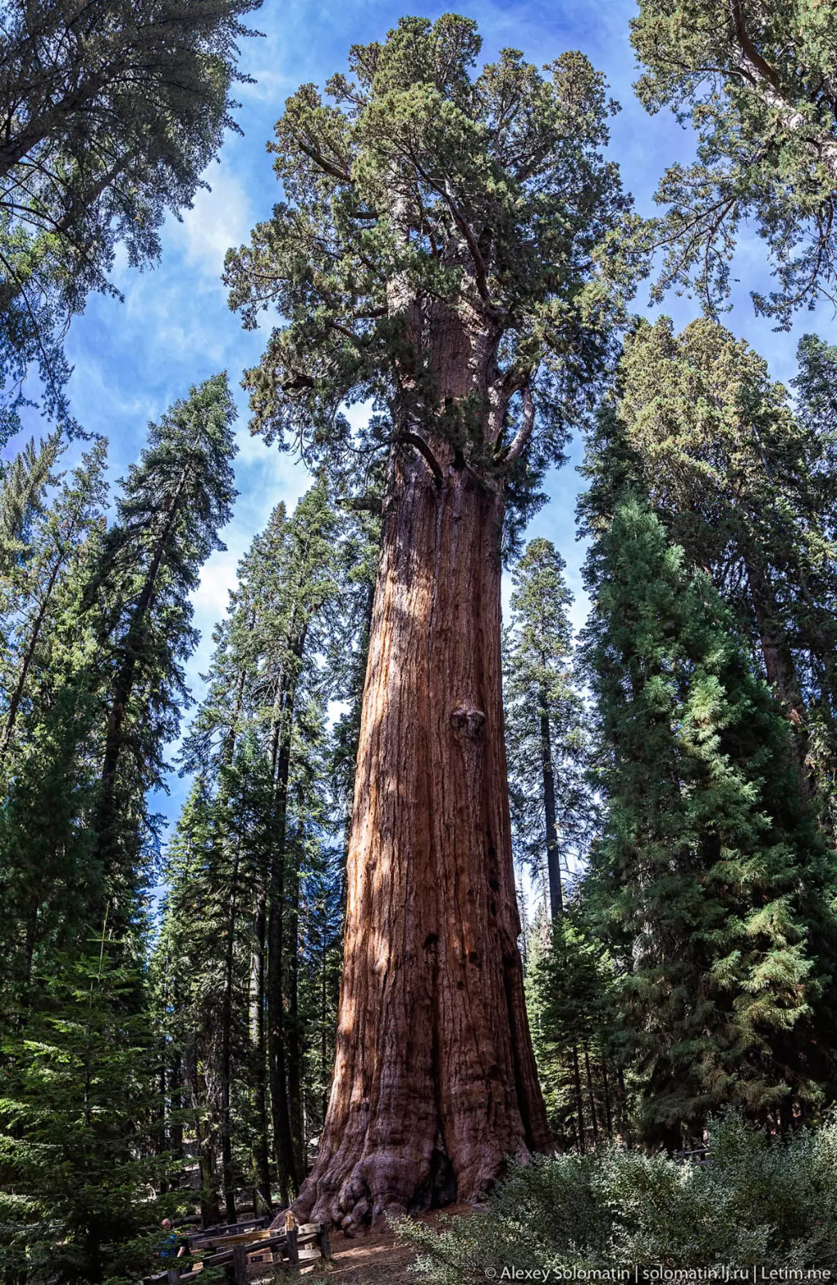 The biggest trees in the world in the Sequoia National Park 9412_9