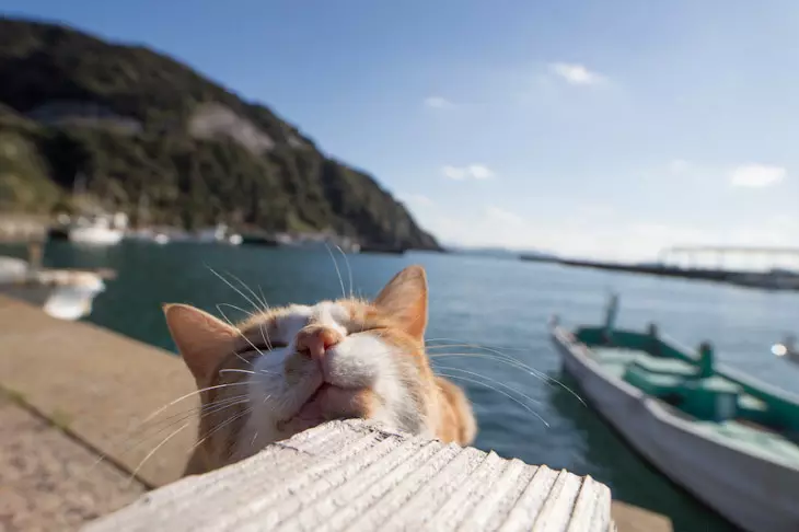 Isla en la que los gatos son más que personas. 9427_1