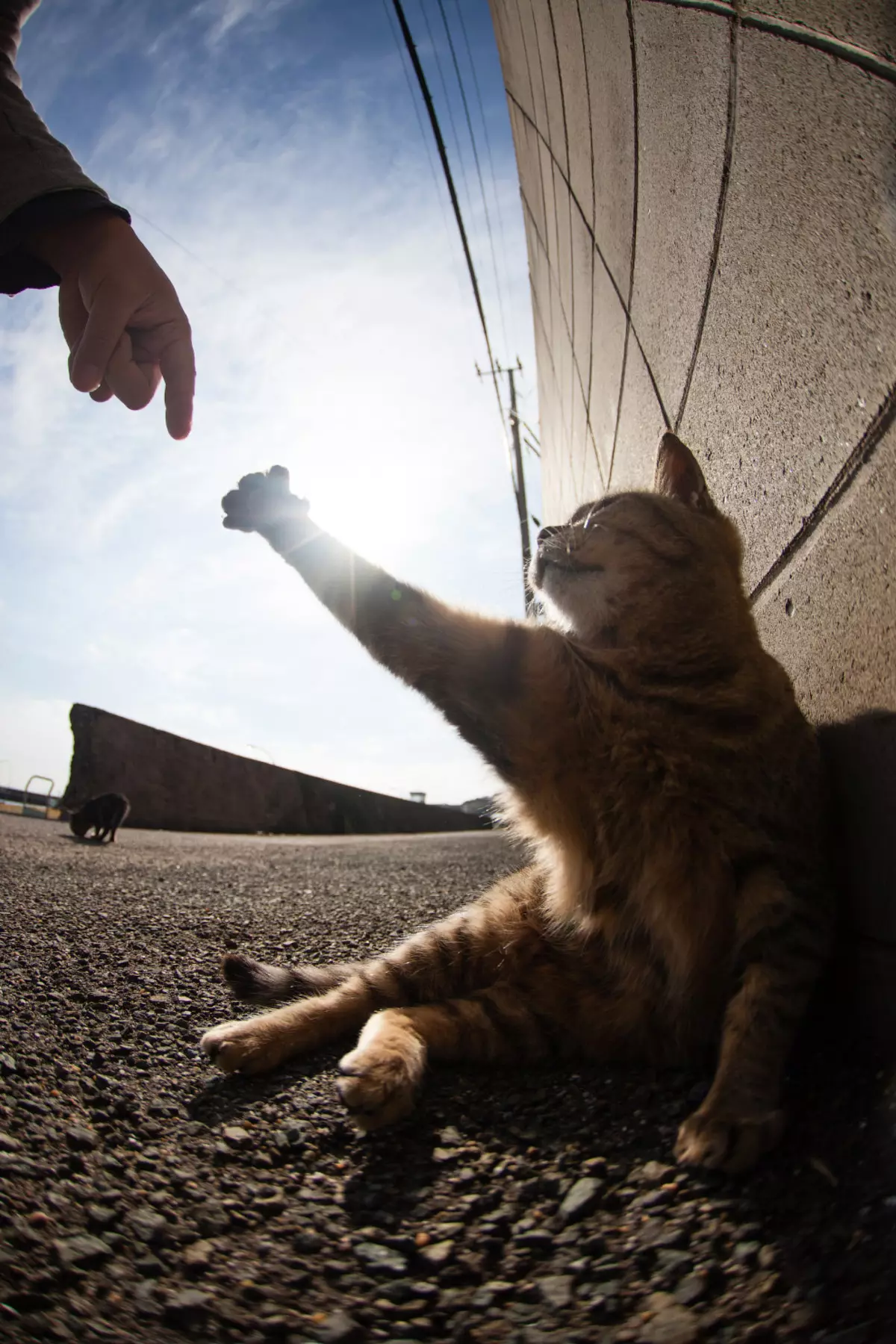 Isla en la que los gatos son más que personas. 9427_11