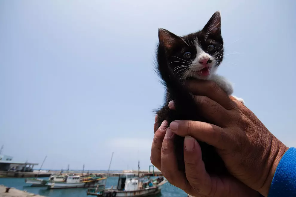 Illa na que os gatos son máis que as persoas 9427_12