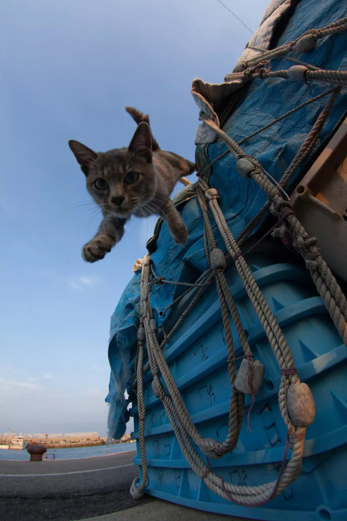 Isla en la que los gatos son más que personas. 9427_14