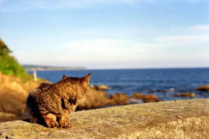 Isla en la que los gatos son más que personas. 9427_2