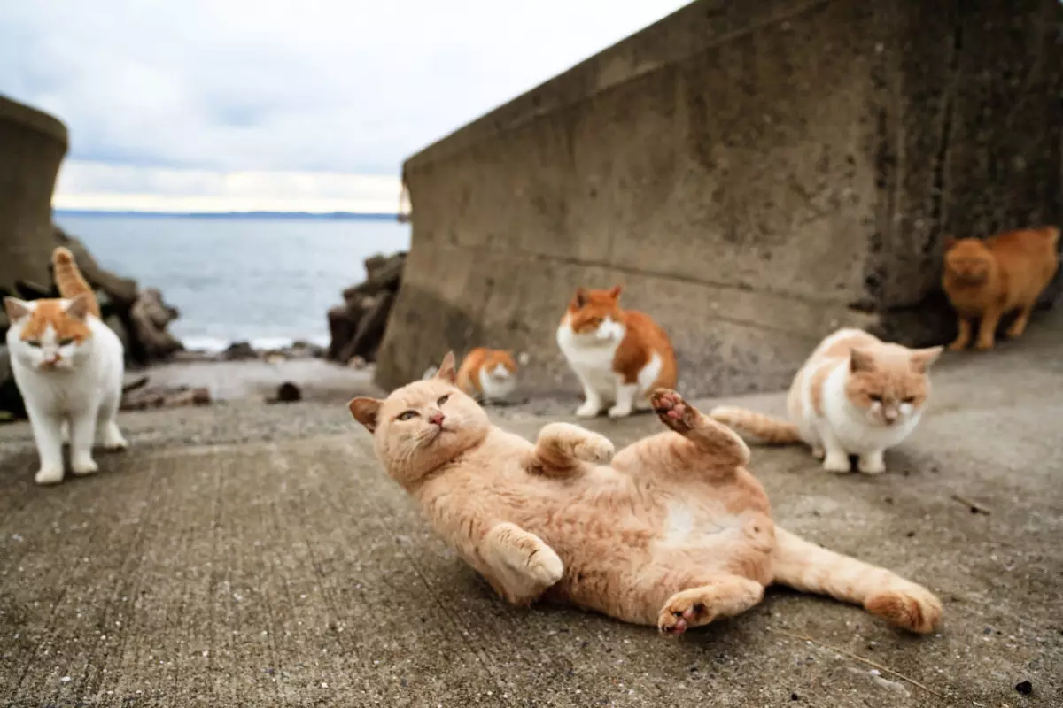 Isla en la que los gatos son más que personas. 9427_7