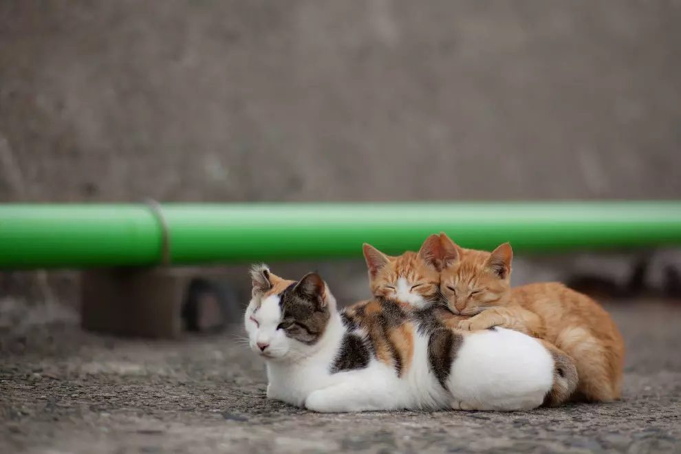 Isla en la que los gatos son más que personas. 9427_8