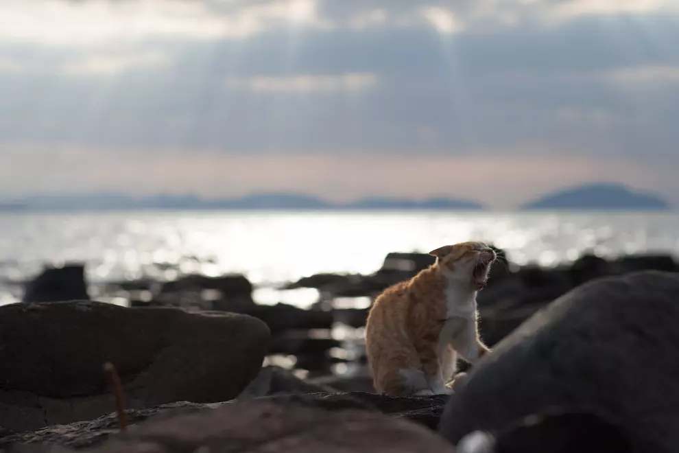 Isla en la que los gatos son más que personas. 9427_9