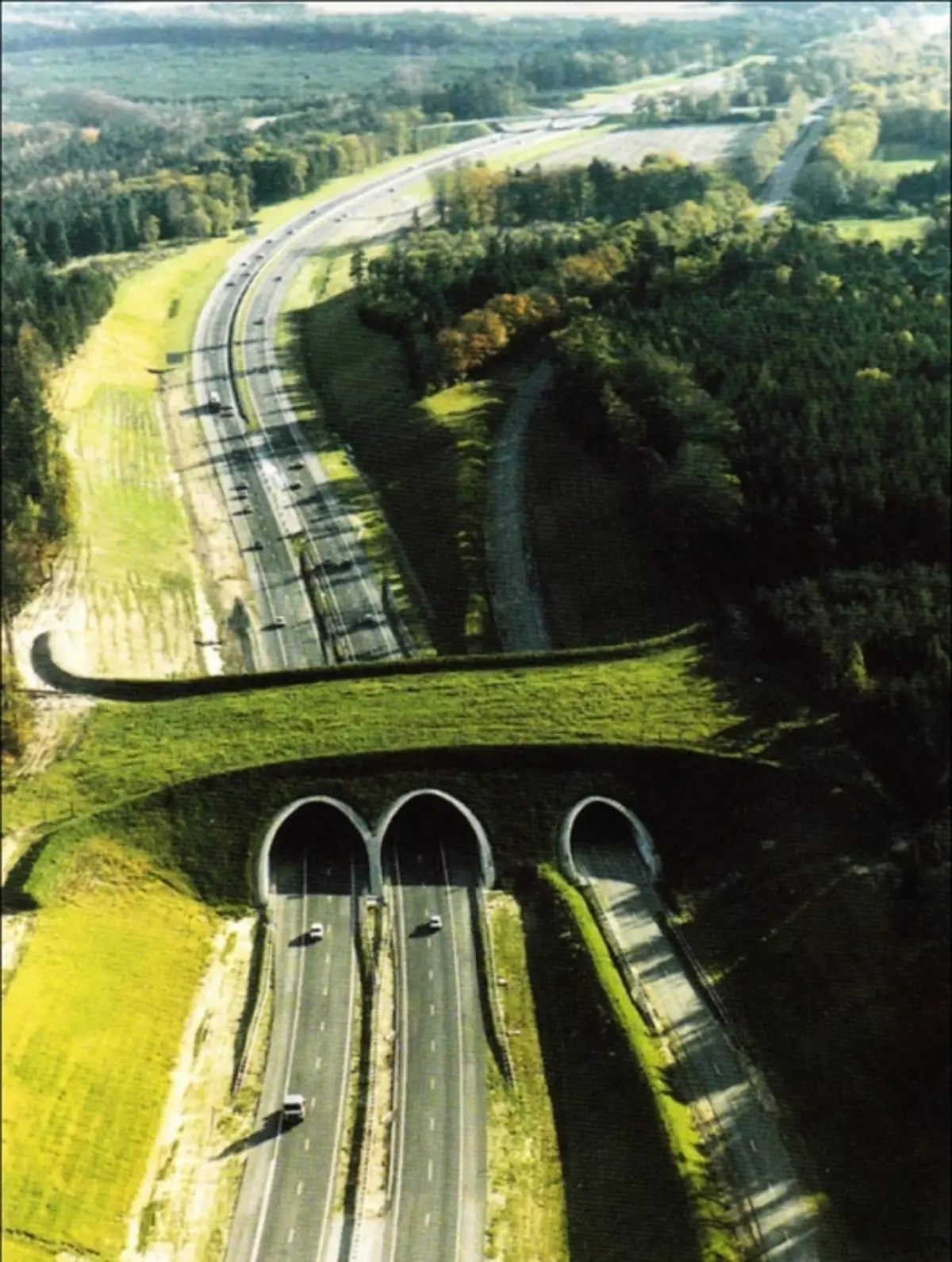 Ponts pour animaux.