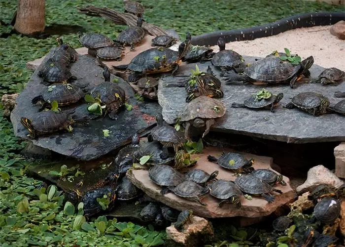 A l'estany es va establir tota la colònia de les tortugues (estació de tren d'Athma a Madrid).