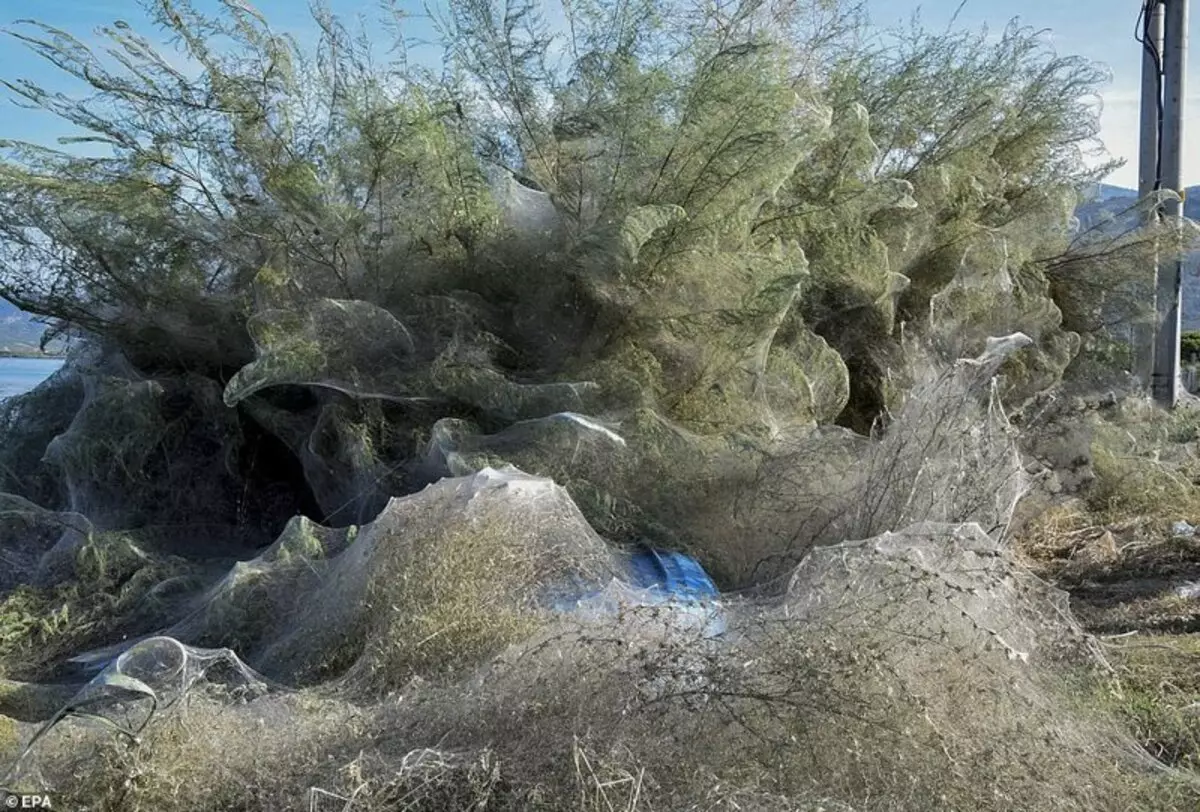 Hordes of Spiders occupait la plage de l'île grecque Aitolico 9475_2