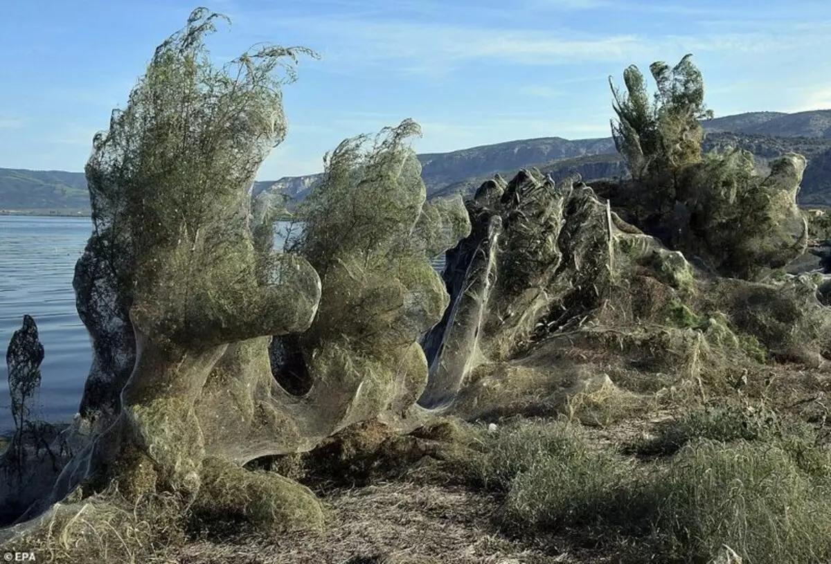 Hordes of spiders occupied the beach of the Greek Island Aitolico 9475_4