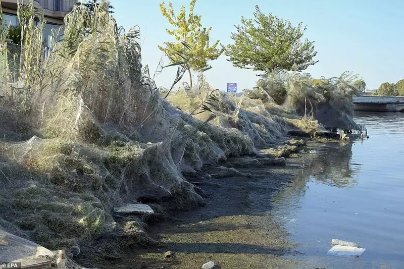 Hordes of spiders occupied the beach of the Greek Island Aitolico 9475_7