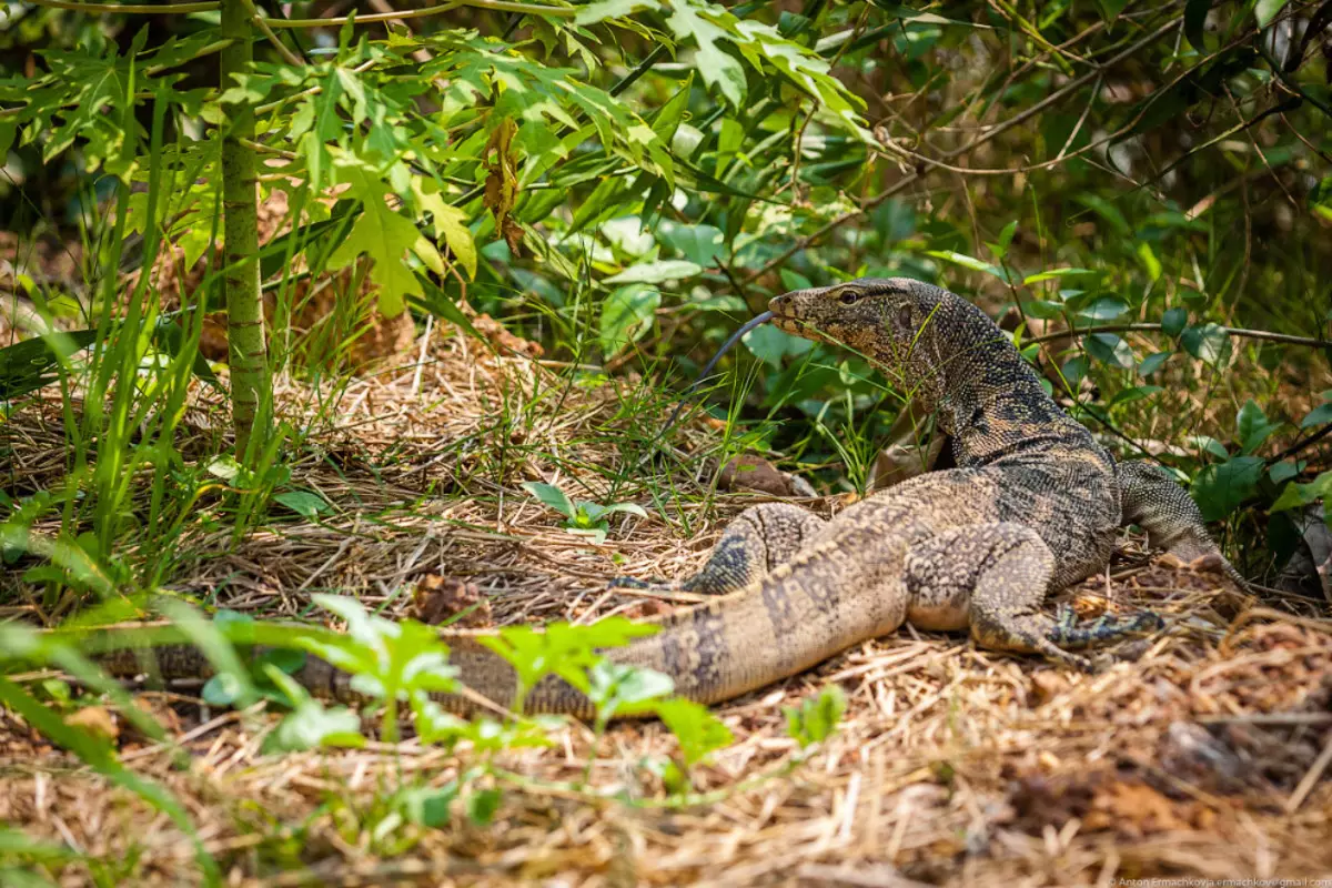 Xeebaha badda iyo Badda ee magaalada iyo magaalada Muang Muang Park 9573_12