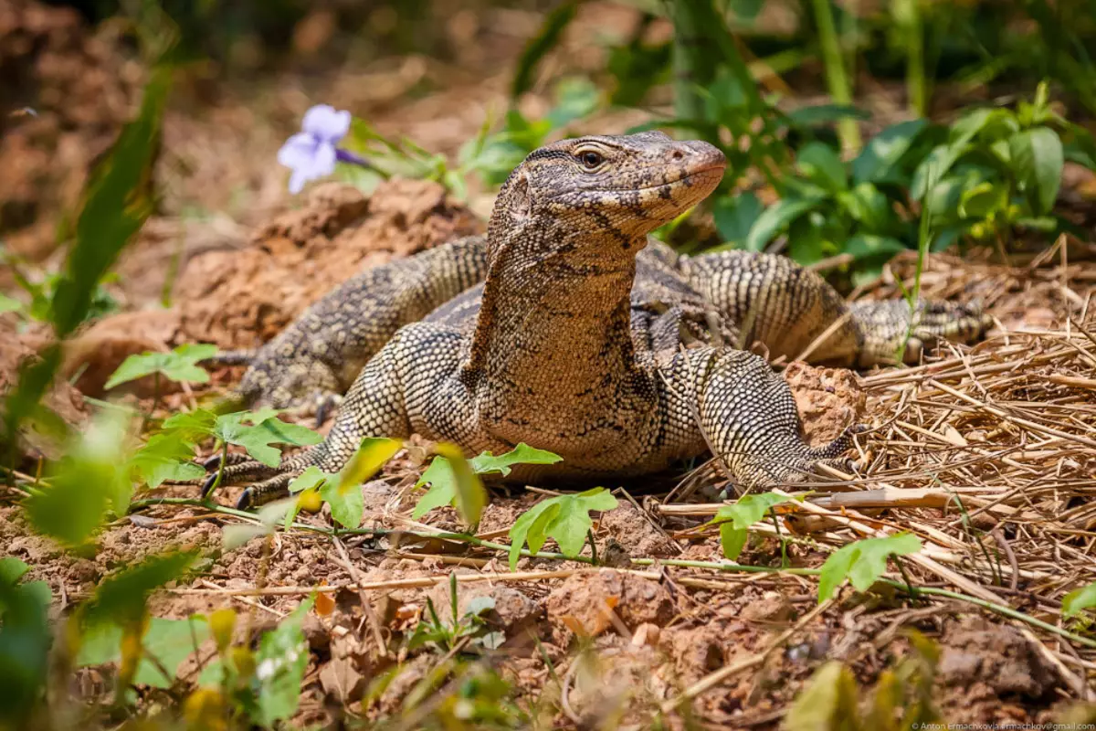 A les platges del mar d'Andaman: Muang Muang Park 9573_13