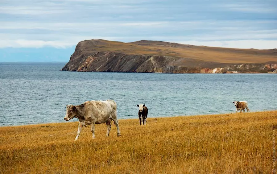 خوبصورتي Lake ن Balacal ۽ Ollhon ٻيٽ