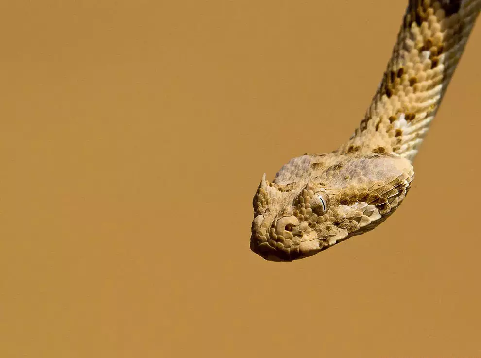 Martwa dolina na pustyni Namib 9704_12