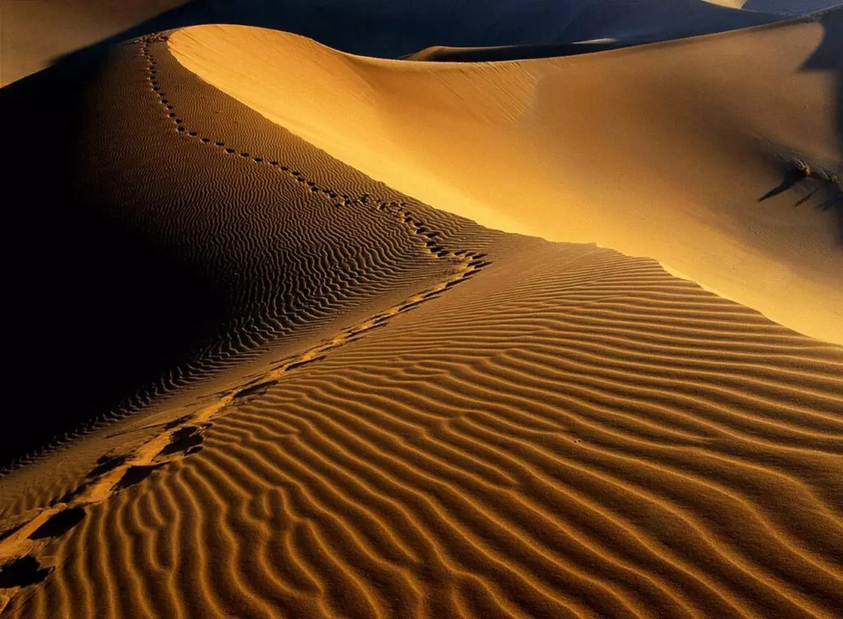 Dead Valley yn 'e Namib Desert 9704_4