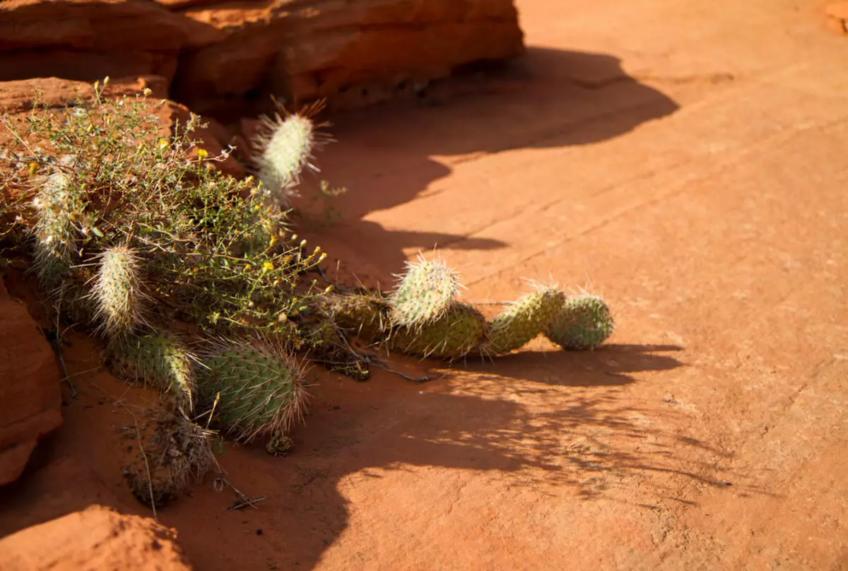 Wave Frozen Arizona. 9744_5