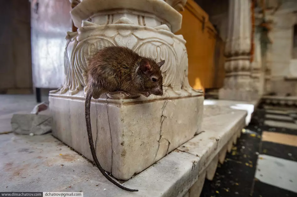 PARADISE RAT: Đền Shri Karny Mata ở Ấn Độ 9793_14