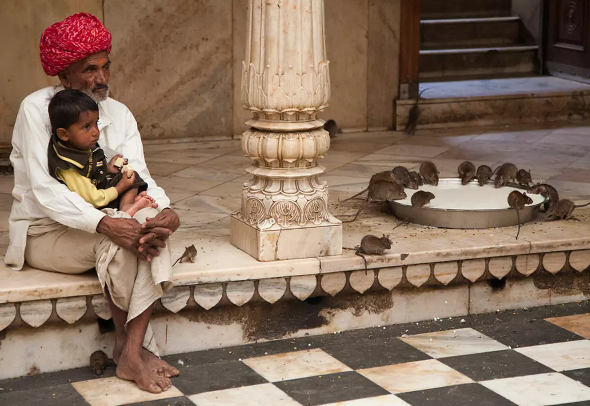 Rotta paradís: Shri Karny Mata Temple í Indlandi 9793_16