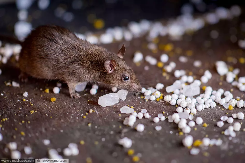 Rat Cənnəti: Hindistanda Shri Karny Mata Məbədi 9793_2