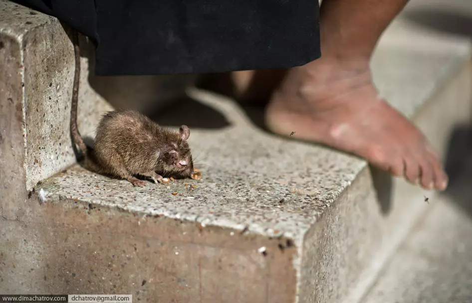 Rat Cənnəti: Hindistanda Shri Karny Mata Məbədi 9793_4