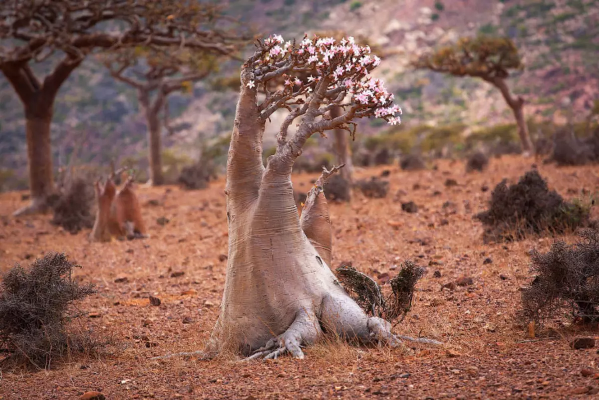 Socotra anhygoel yn y Cefnfor India 9857_1