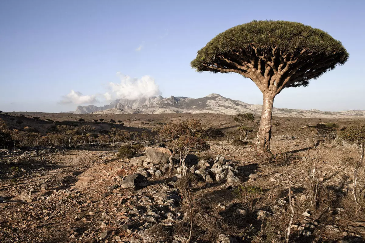 Socotra incrível no Oceano Índico 9857_11