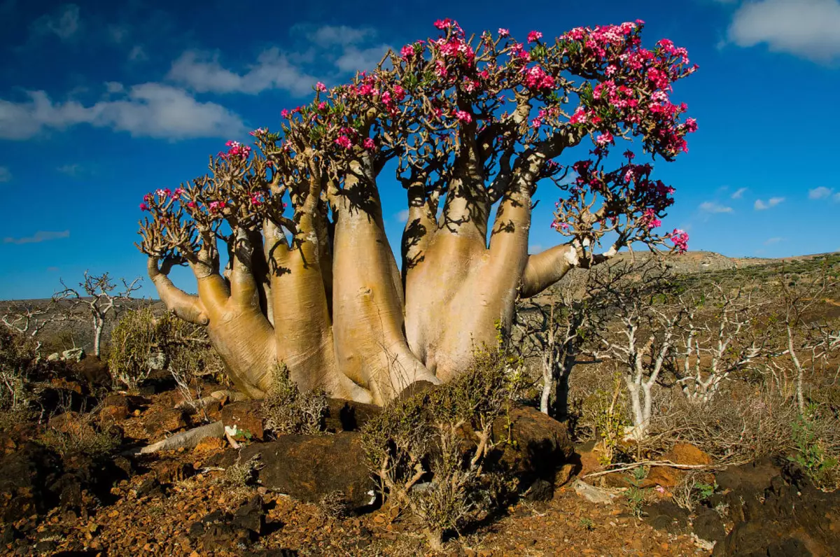 Socotra anhygoel yn y Cefnfor India 9857_14