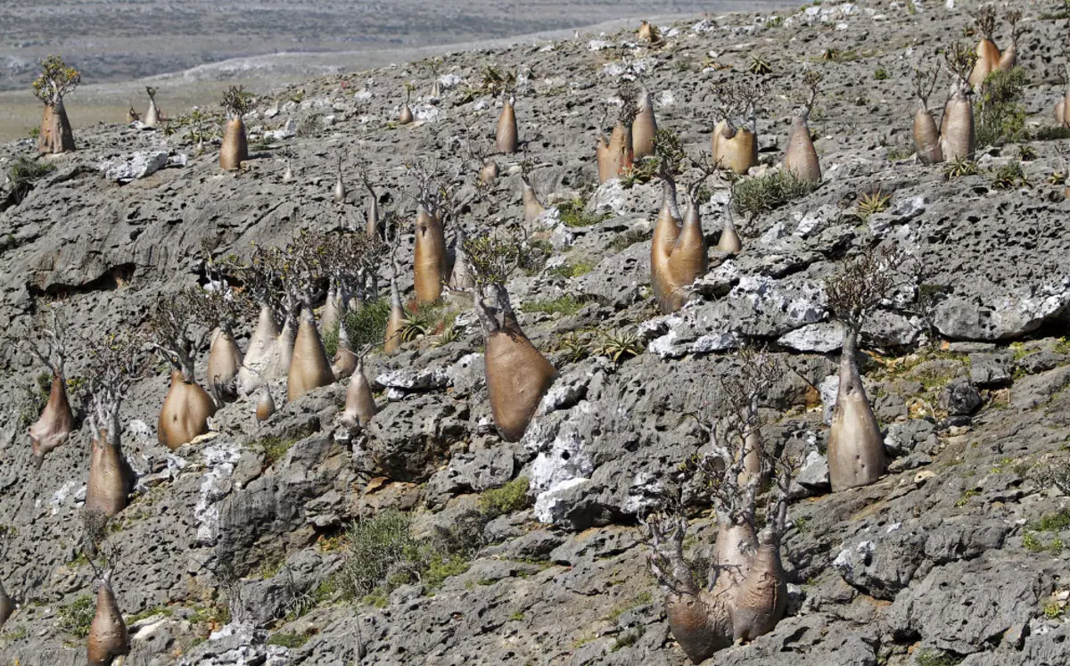 Socotra incrível no Oceano Índico 9857_15