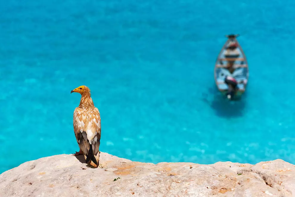 Niesamowita Socotra na Oceanie Indyjskim 9857_17