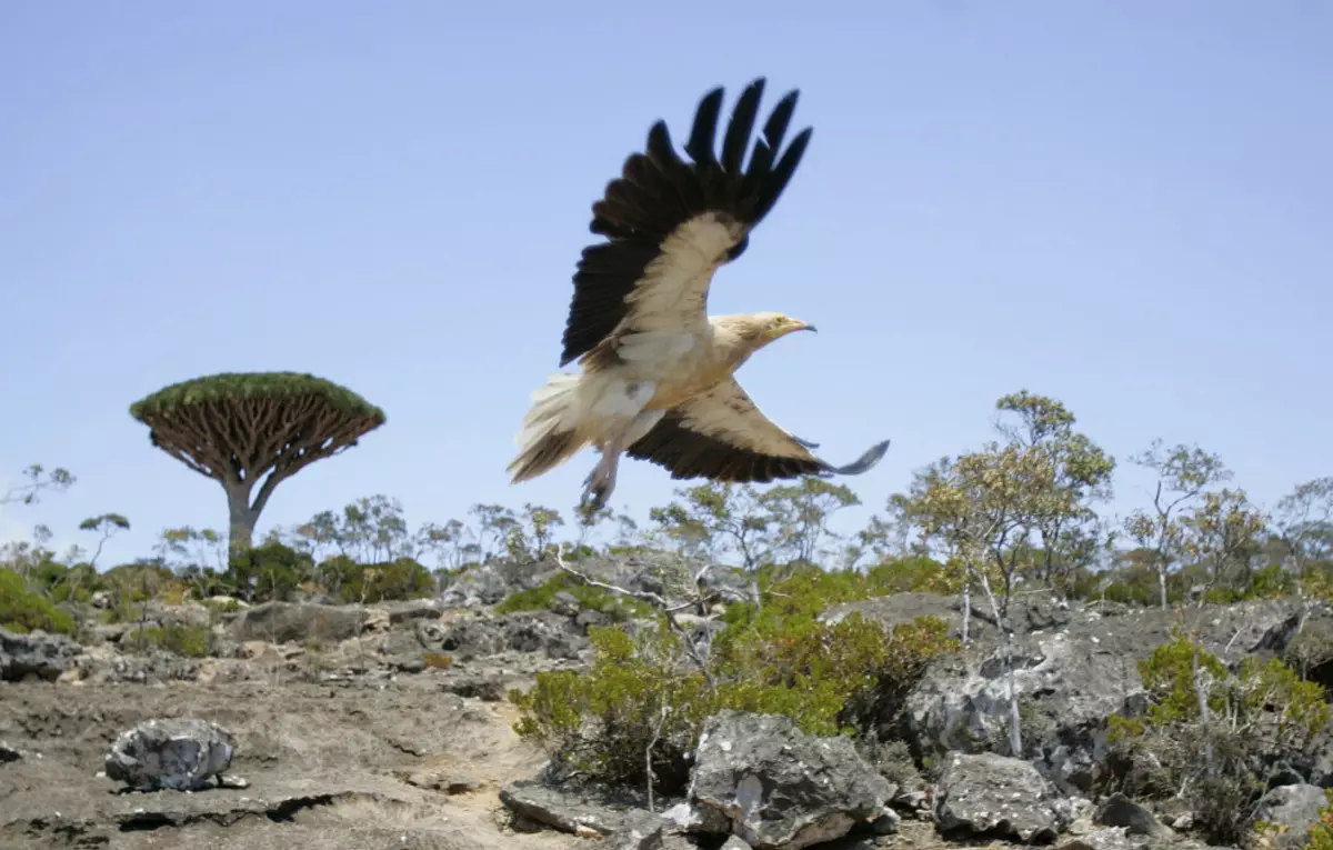 Socotra no Oceano Índico