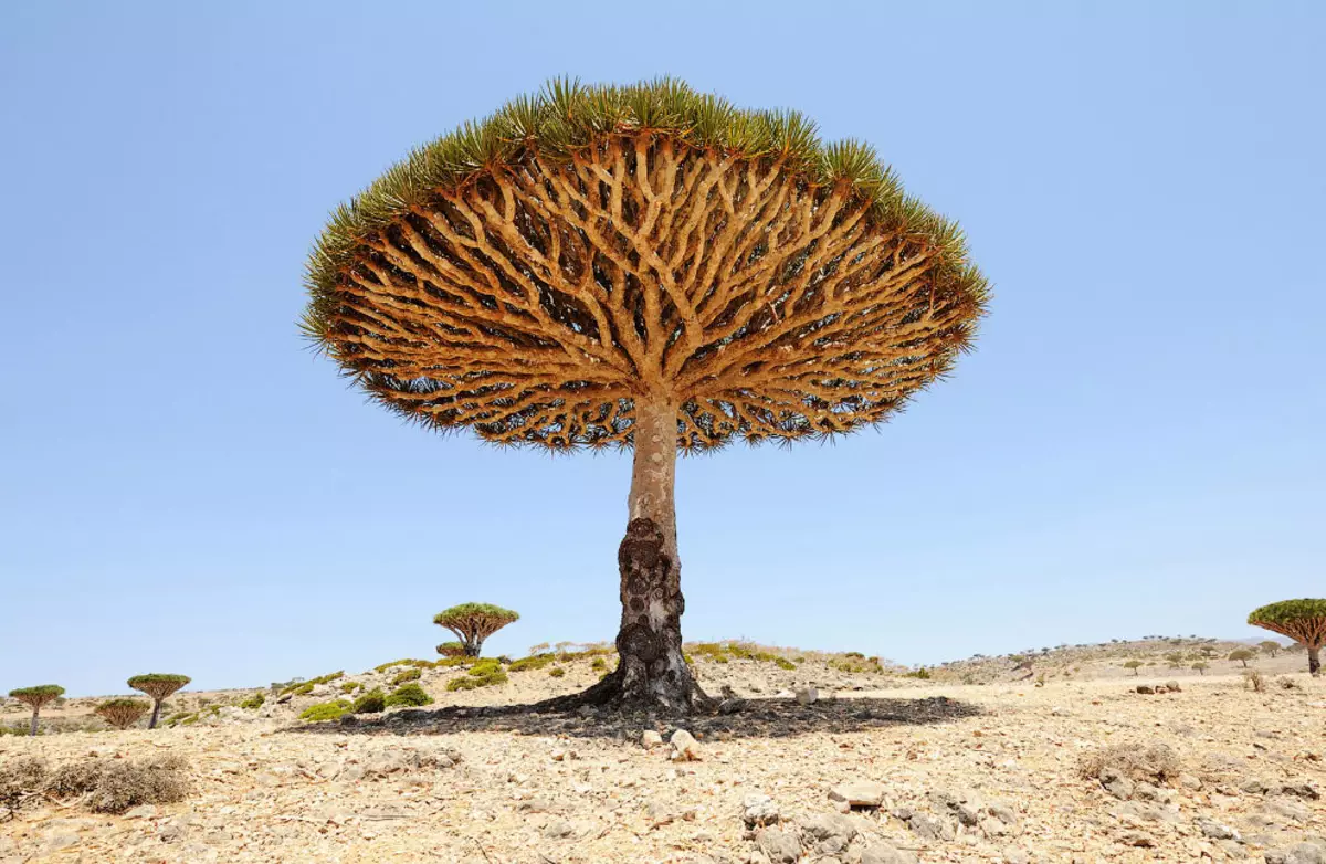 Socotra anhygoel yn y Cefnfor India 9857_4