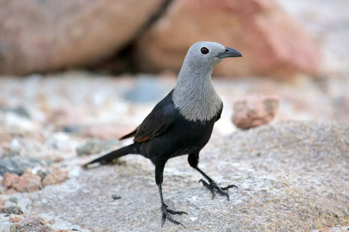 Niesamowita Socotra na Oceanie Indyjskim 9857_5