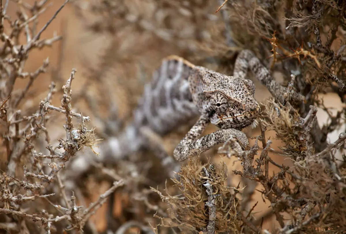 Niesamowita Socotra na Oceanie Indyjskim 9857_7