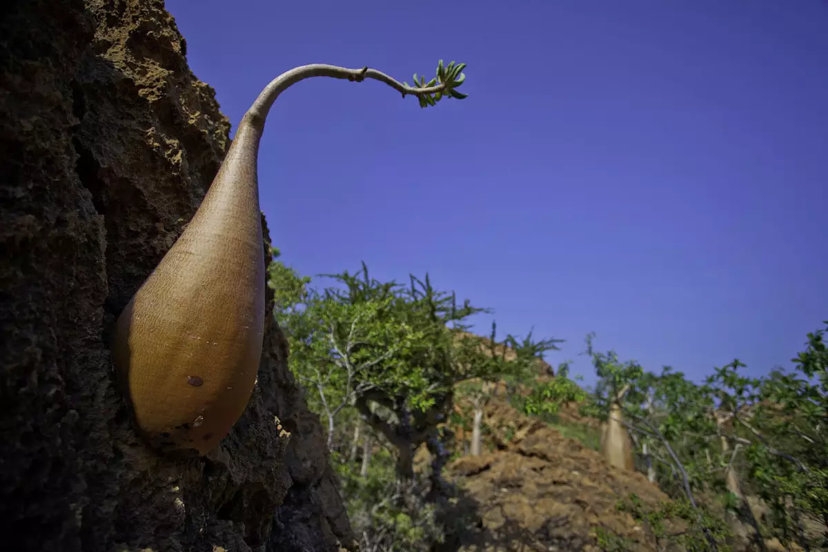 Socotra incrível no Oceano Índico 9857_9