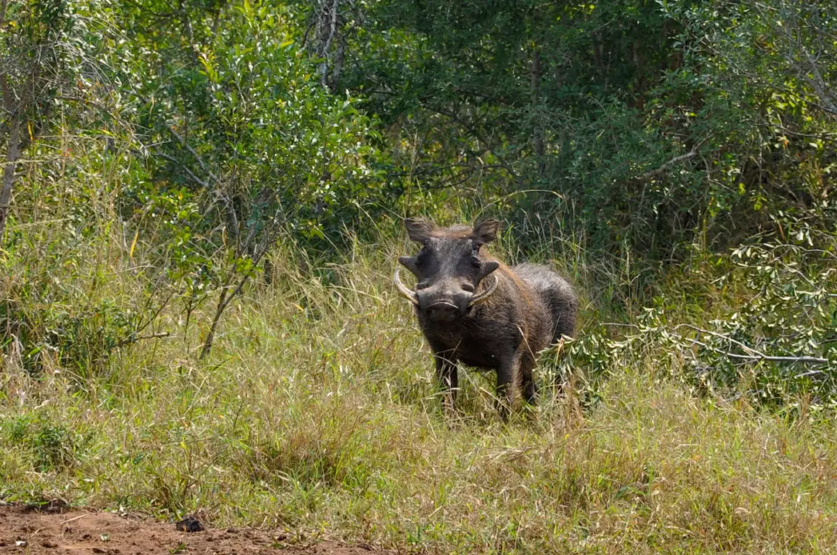 Ho na le naha e joalo - Swaziland