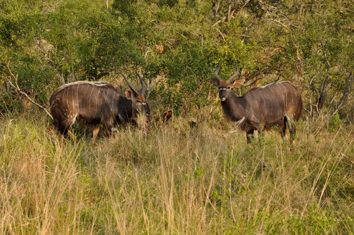 Ho na le naha e joalo - Swaziland