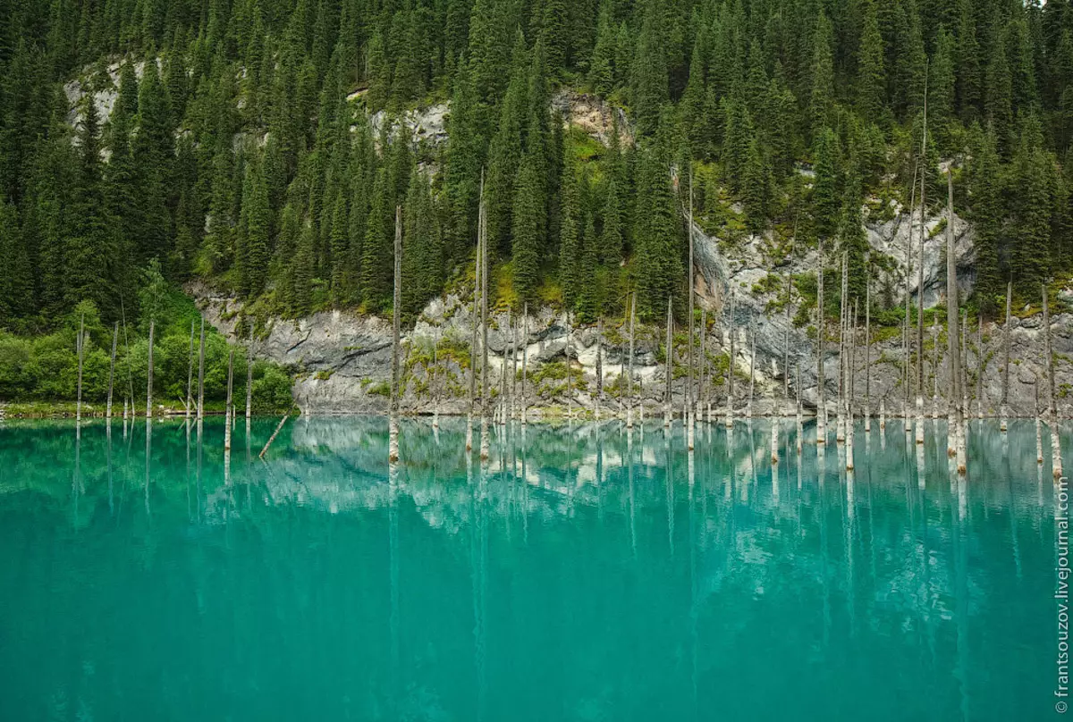 Lacul Câină: Pădurea înecată 9928_11