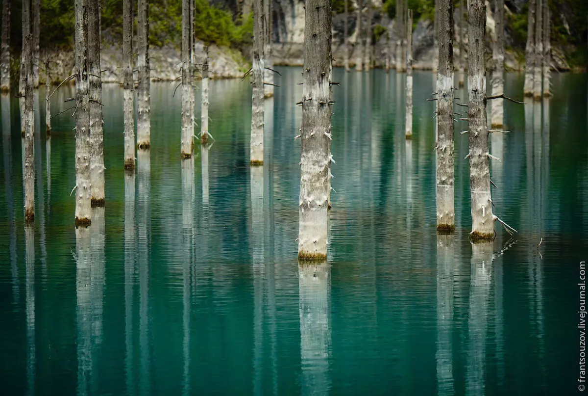 Lacul Câină: Pădurea înecată 9928_13