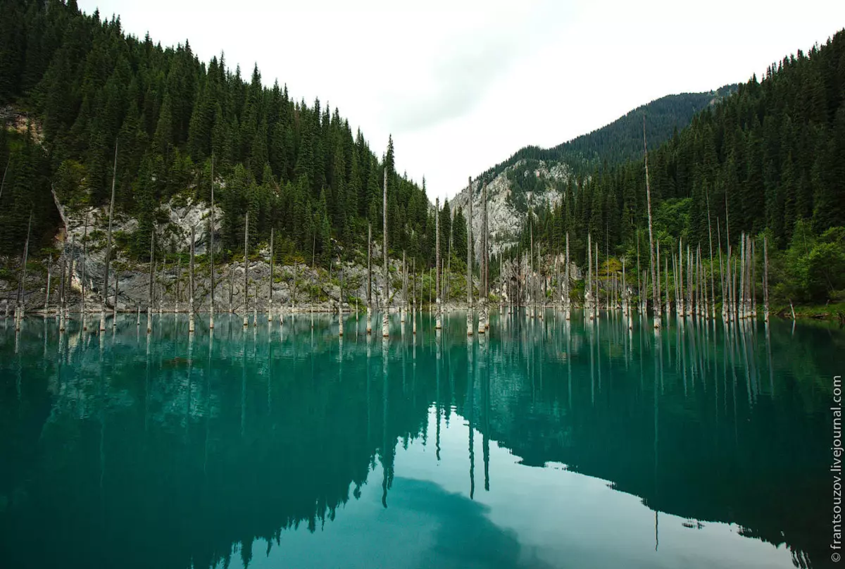 Lac Cains: Forêt noyée 9928_16