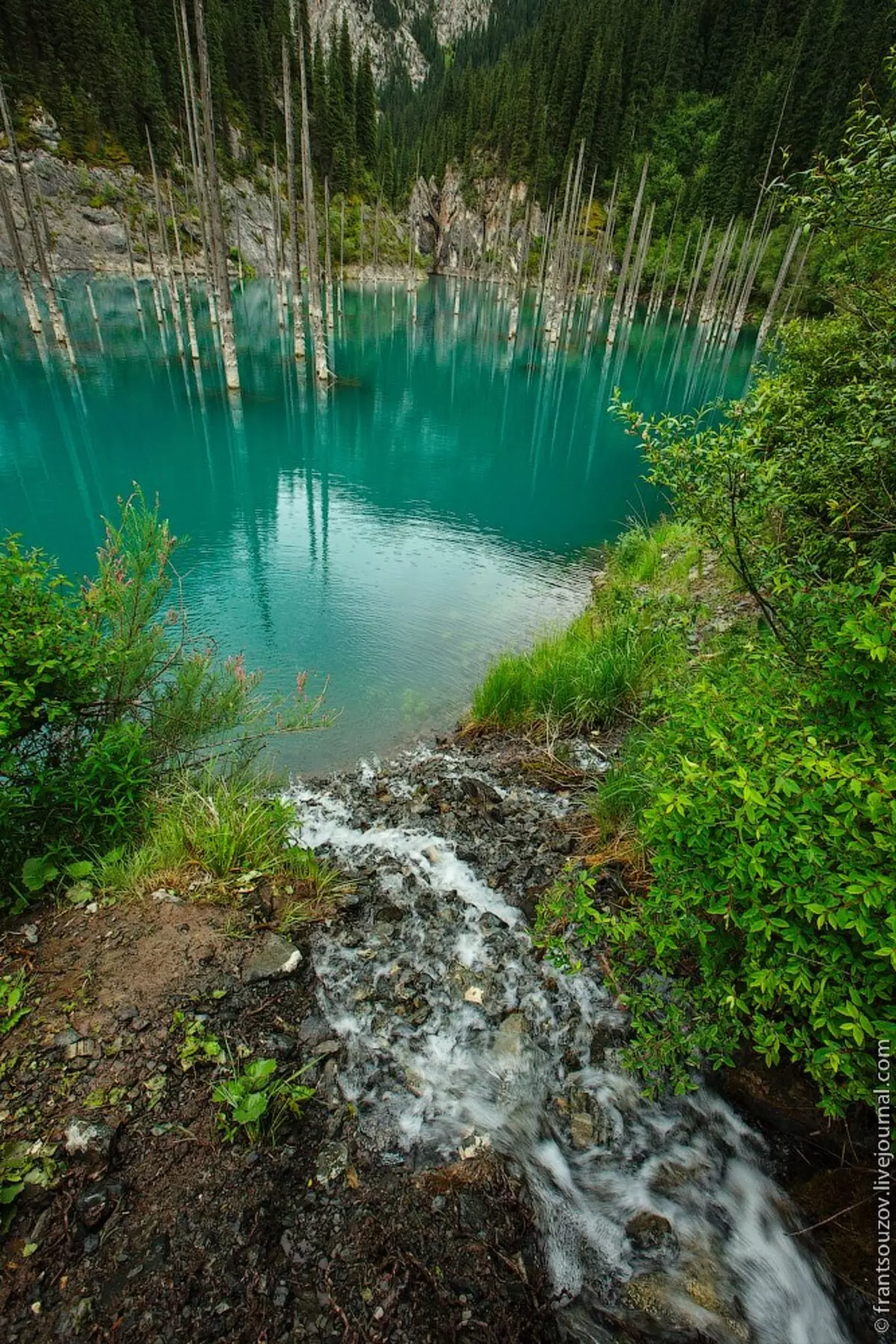 Lac Cains: Forêt noyée 9928_2