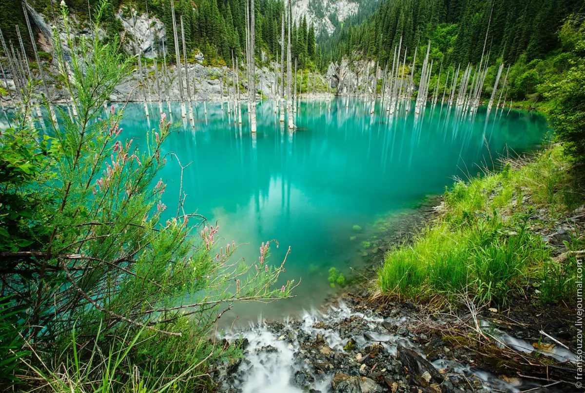 Lac Cains: Forêt noyée 9928_20