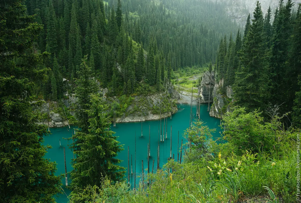 Lac Cains: Forêt noyée