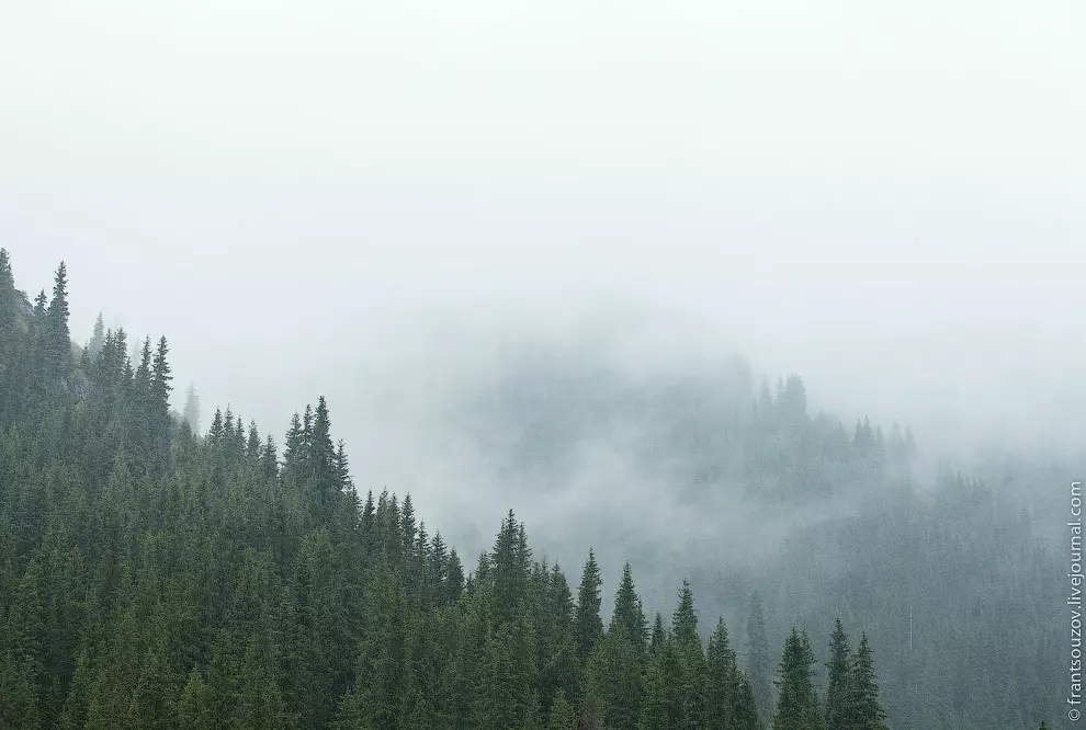 Lac Cains: Forêt noyée